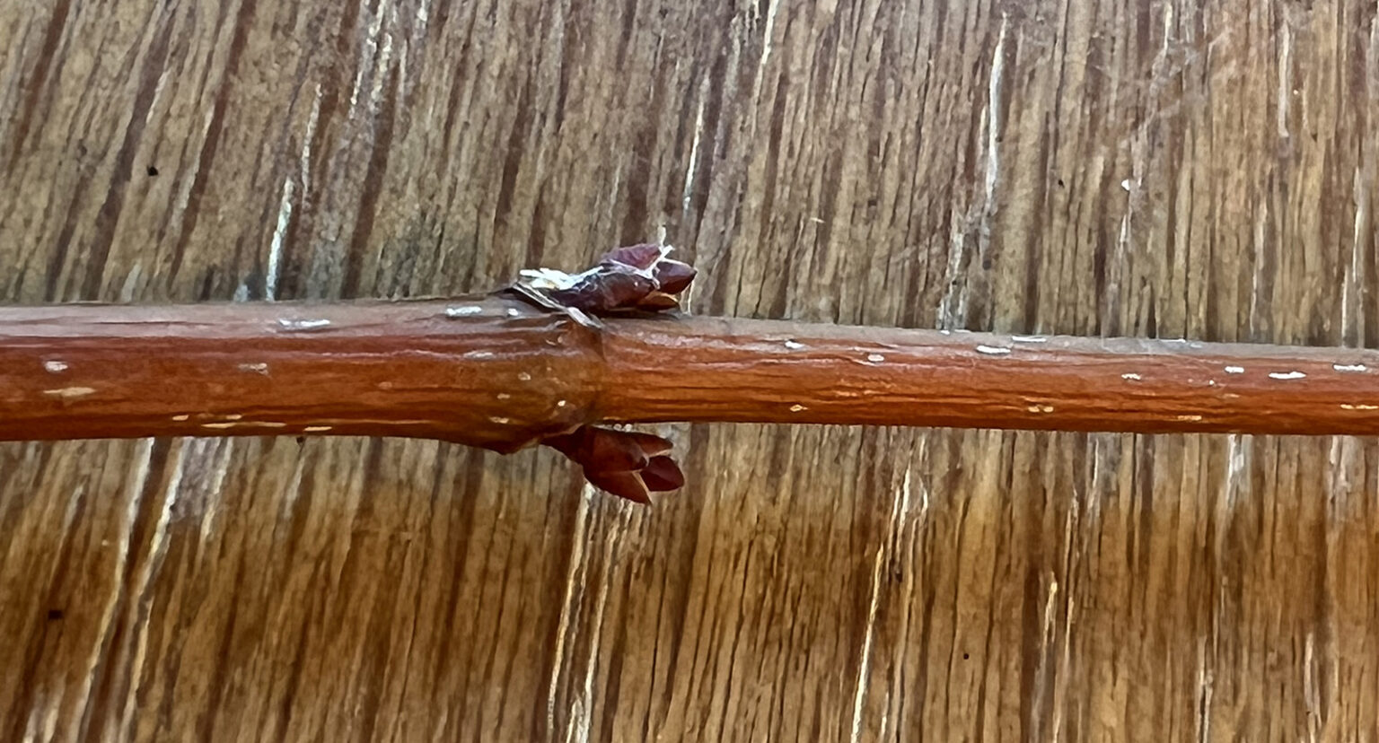 There Are Some Who Call Me Twig: IDing Trees in Winter | Virginia DWR