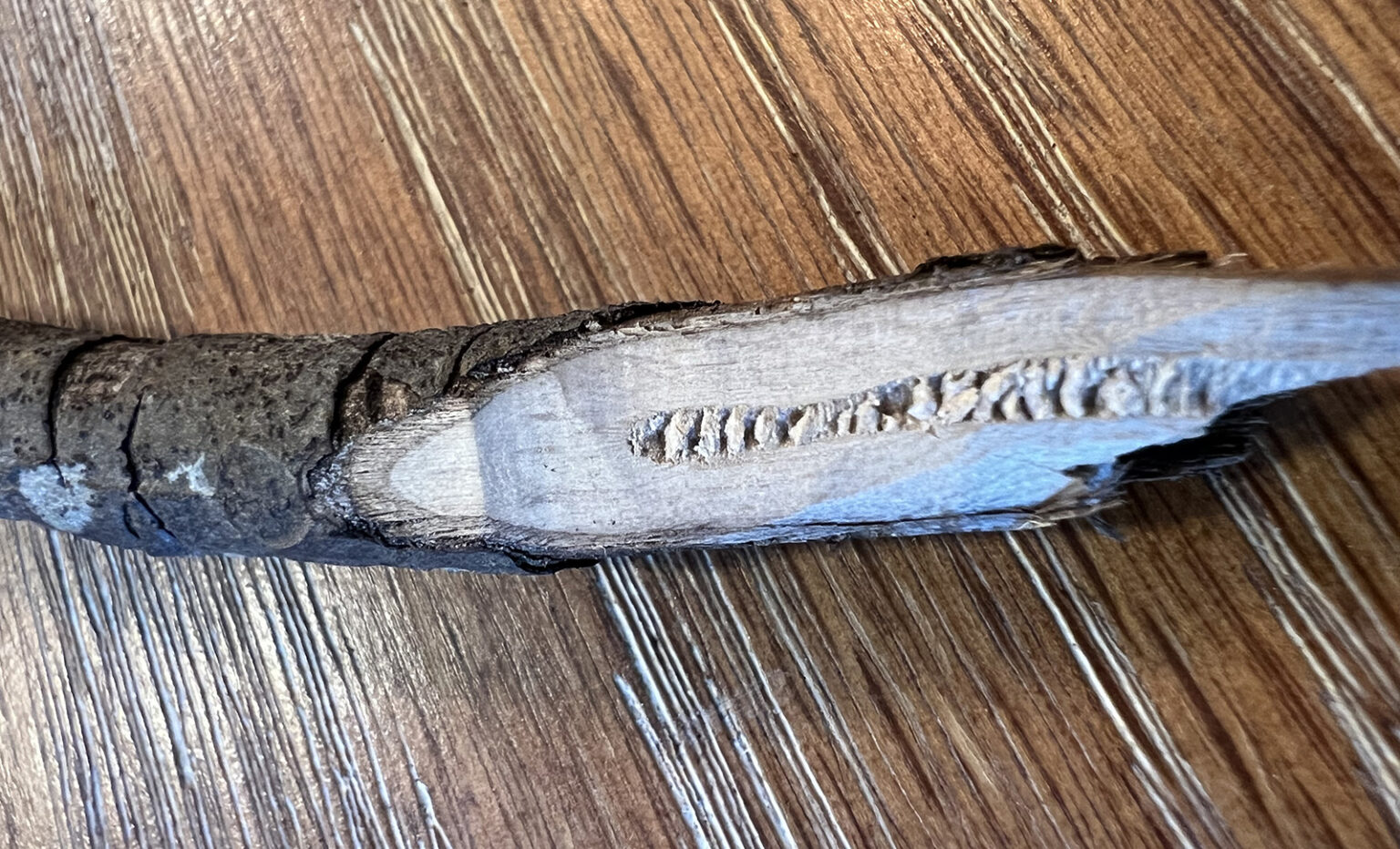 There Are Some Who Call Me Twig: IDing Trees in Winter | Virginia DWR