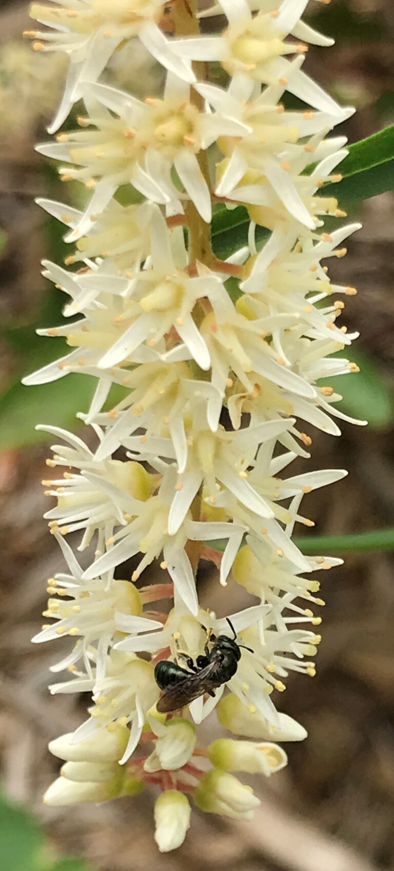 Celebrate Pollinators! | Virginia DWR