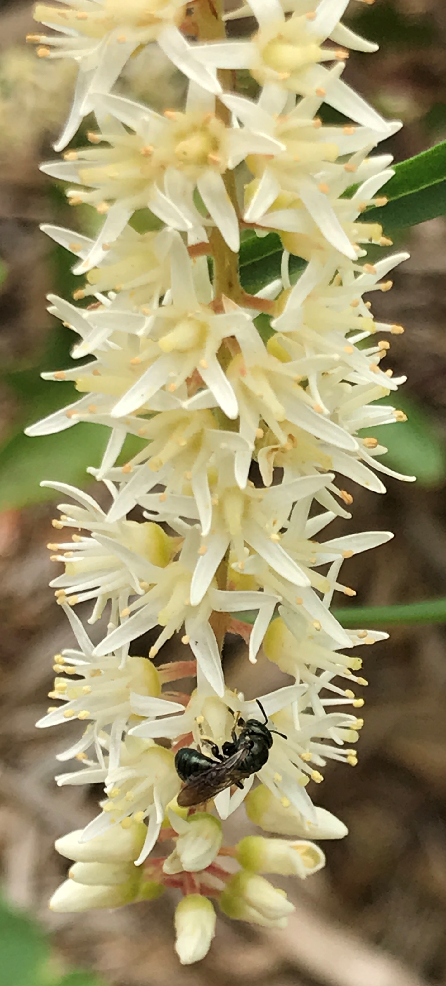 Celebrate Pollinators! | Virginia DWR