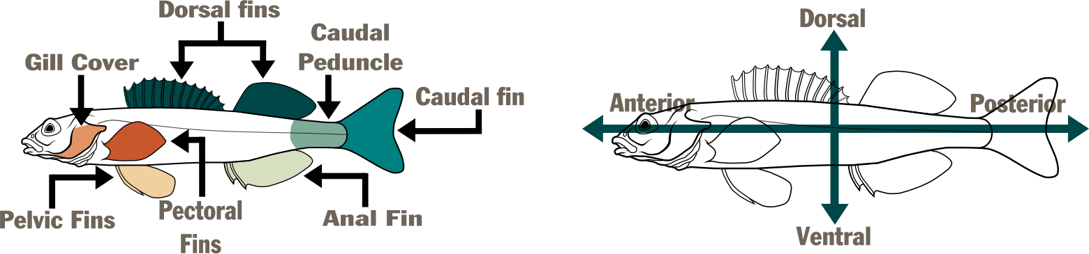 Roanoke Logperch | Virginia DWR