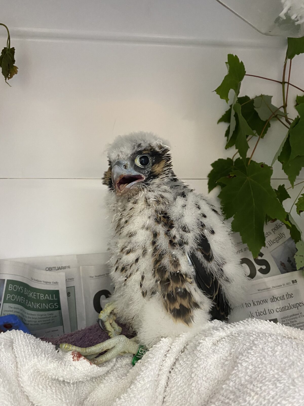 Richmond Falcon Cam | Virginia DWR