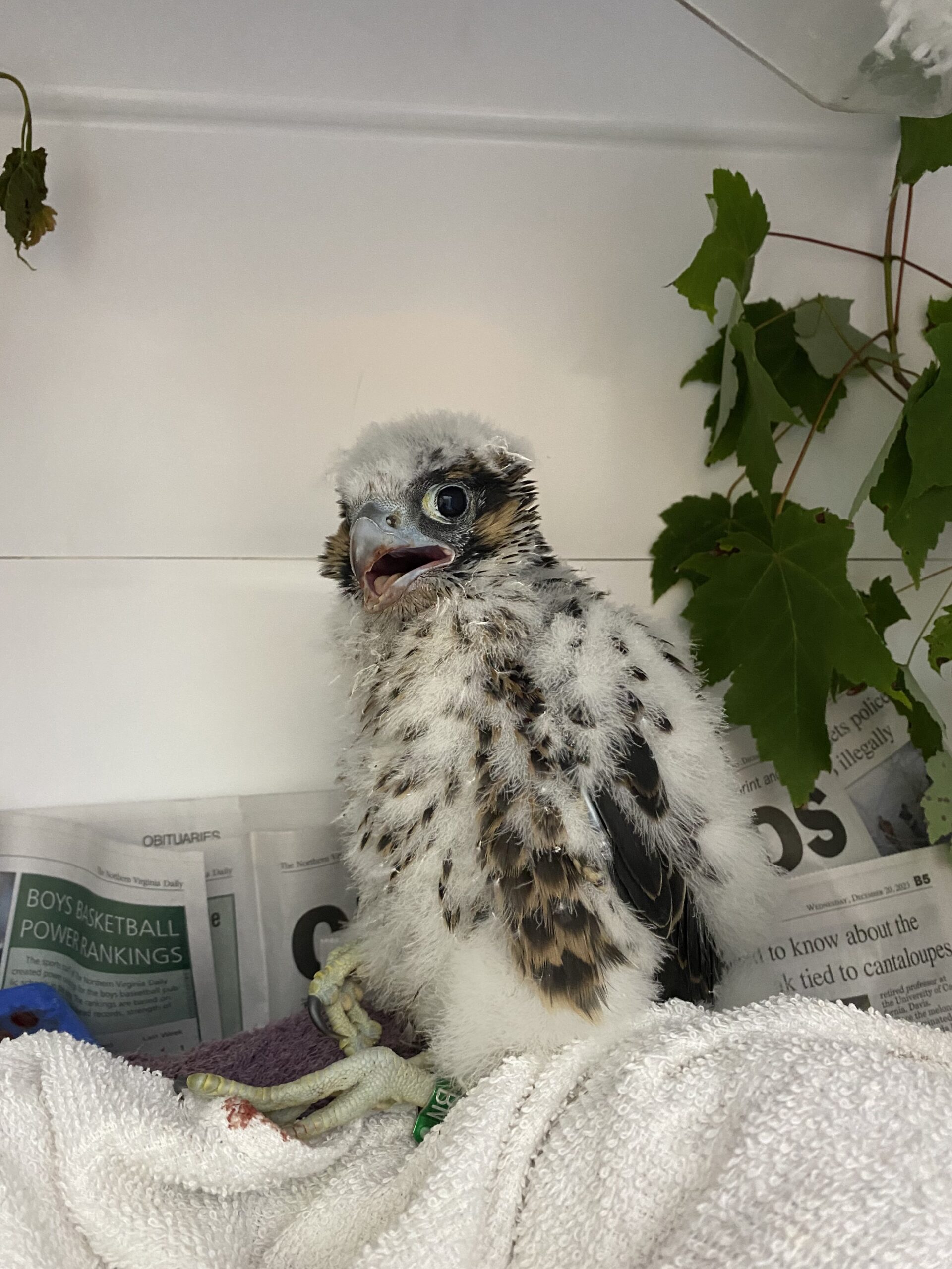 “Red” to be Reintroduced to the Nest Box on Wednesday, 5/29 | Virginia DWR