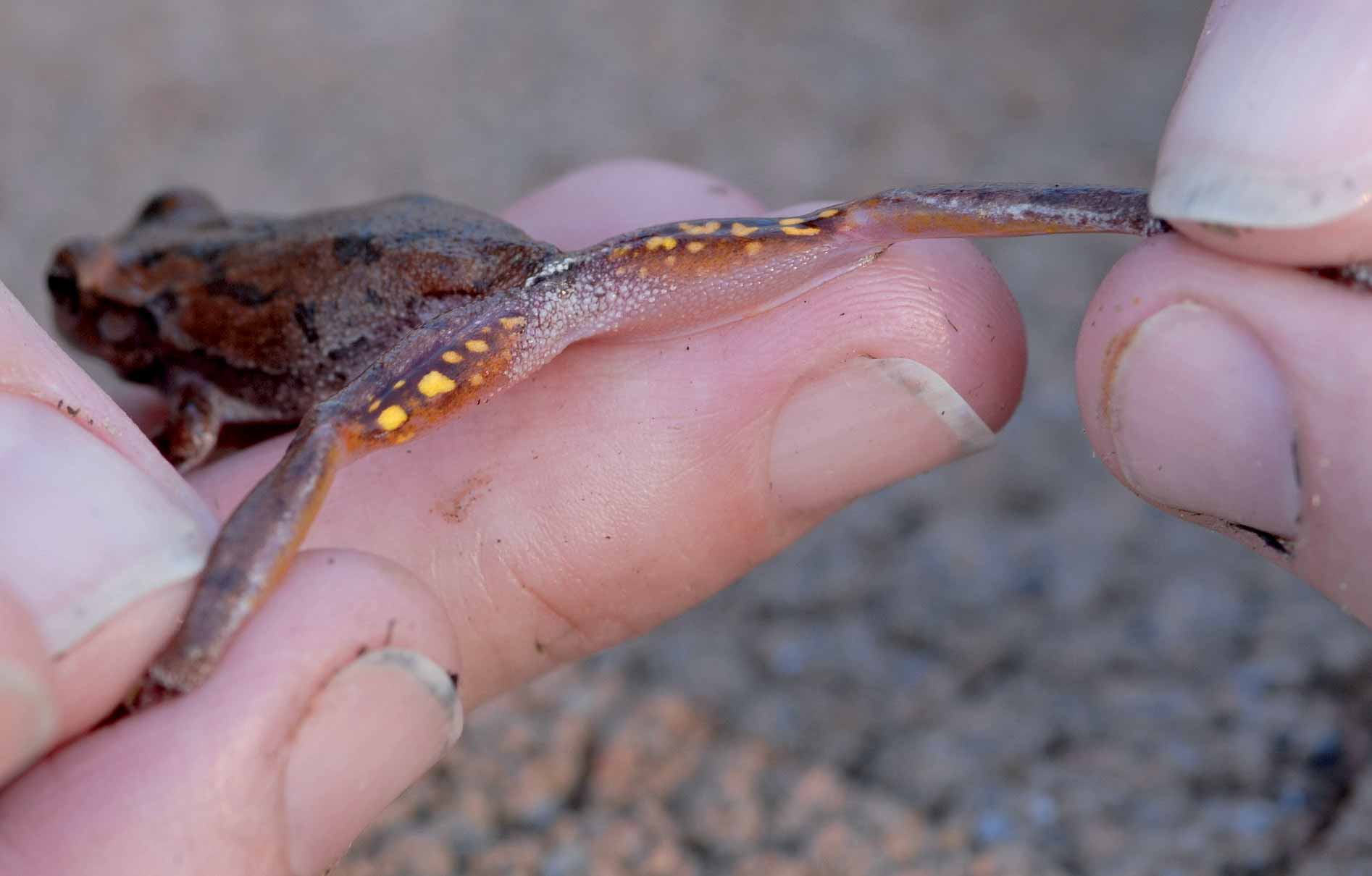 Frog Friday: Pine Woods Treefrog | Virginia DWR
