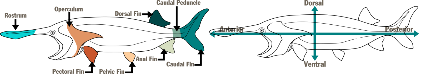 Paddlefish | Virginia DWR