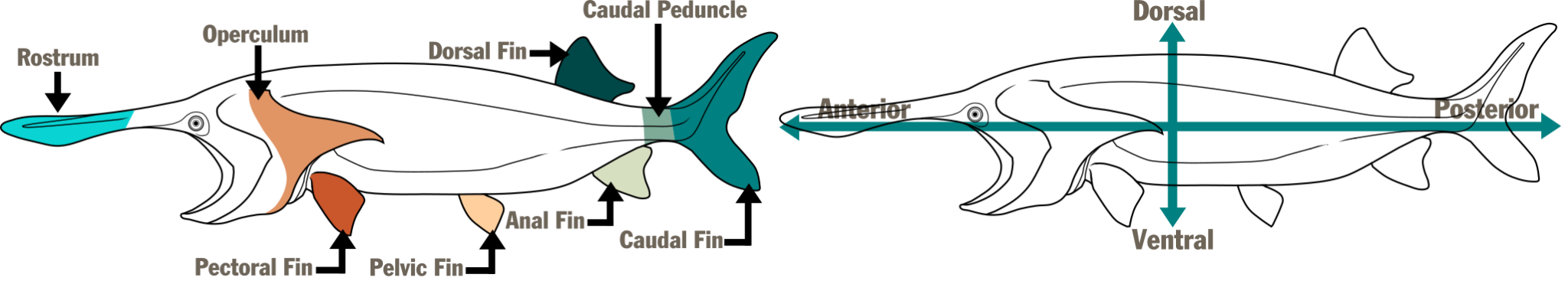 Paddlefish | Virginia DWR