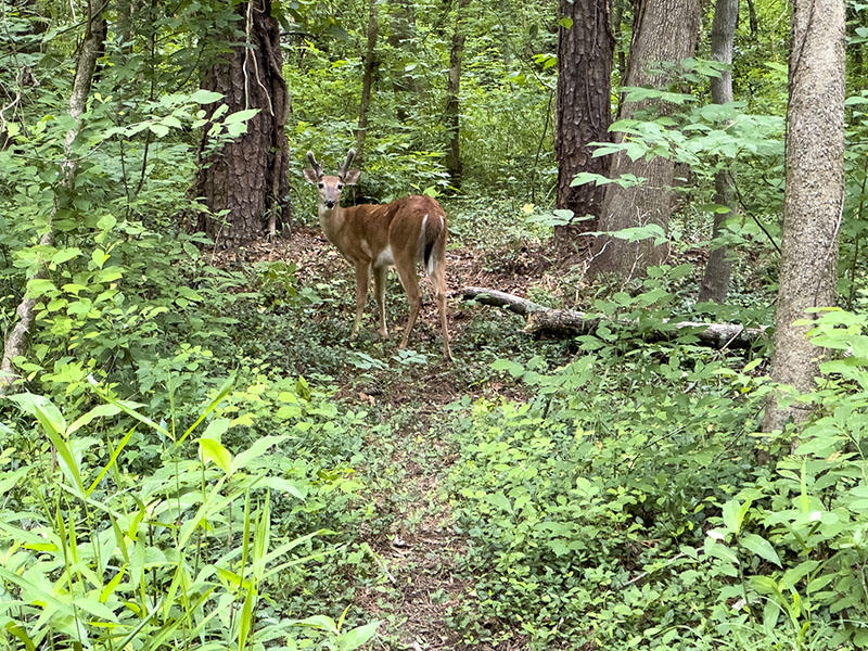 Pony Pasture, James River Park System | Virginia DWR