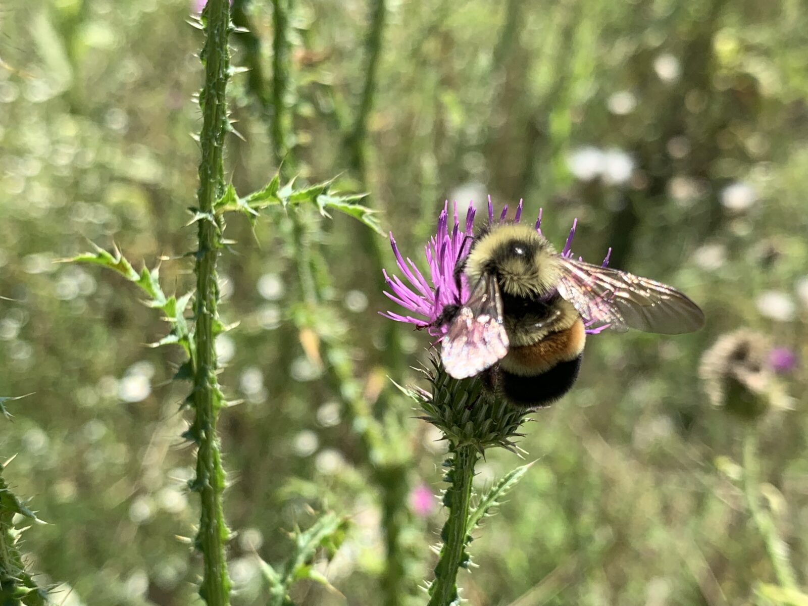 Rusty Patched Bumble Bee | Virginia DWR