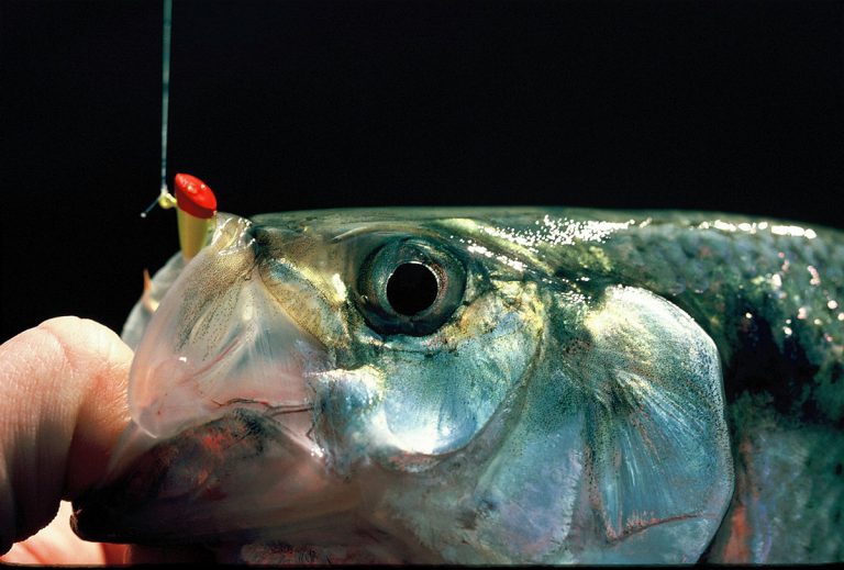 Target Shad with Spin or Fly on the Rappahannock | Virginia DWR