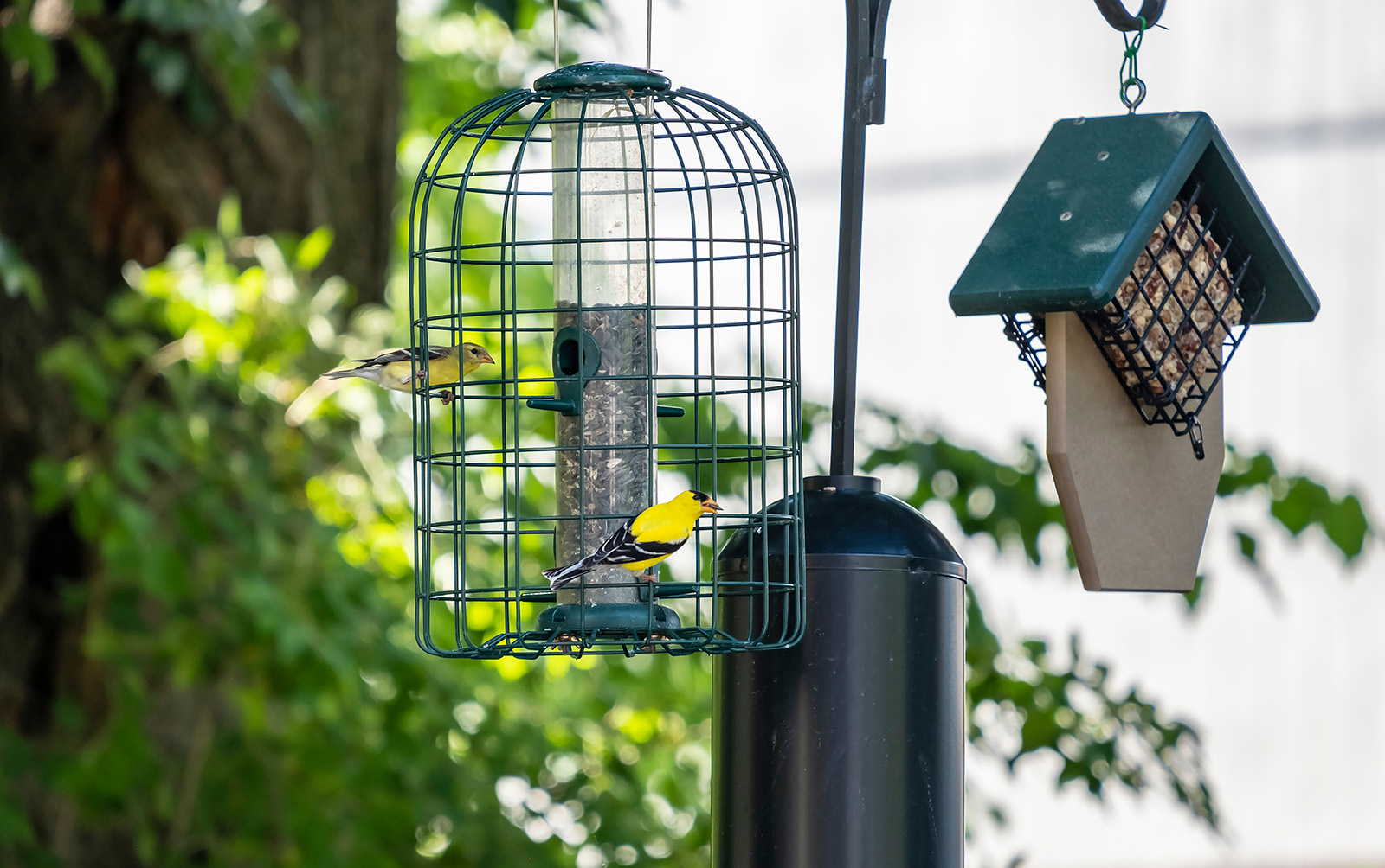 Safe Bird Feeding | Virginia DWR