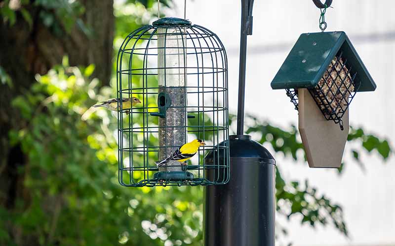 Safe Bird Feeding | Virginia DWR