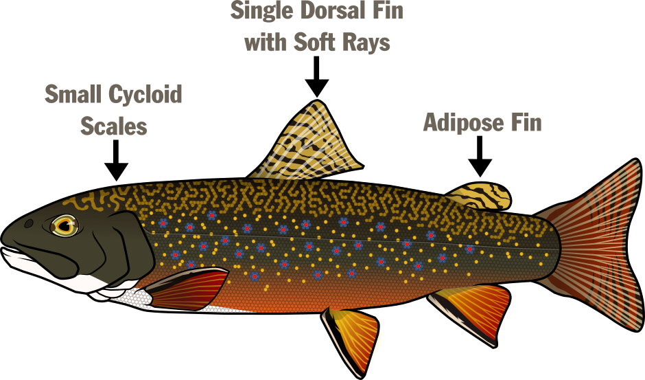 Rainbow Trout | Virginia DWR