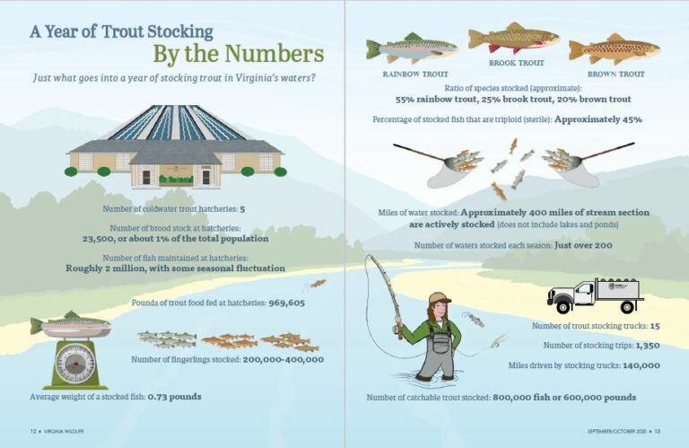 DWR Trout Stocking Explained | Virginia DWR