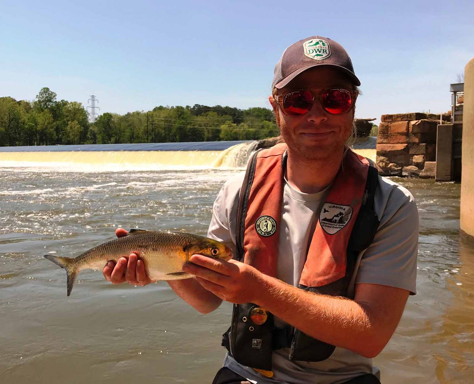 The History of American Shad in Virginia | Virginia DWR