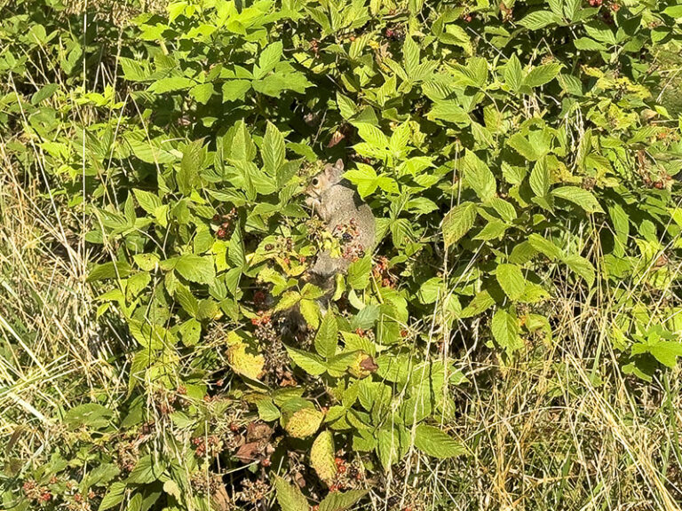 Raymond R. “Andy” Guest Jr., Shenandoah River State Park | Virginia DWR