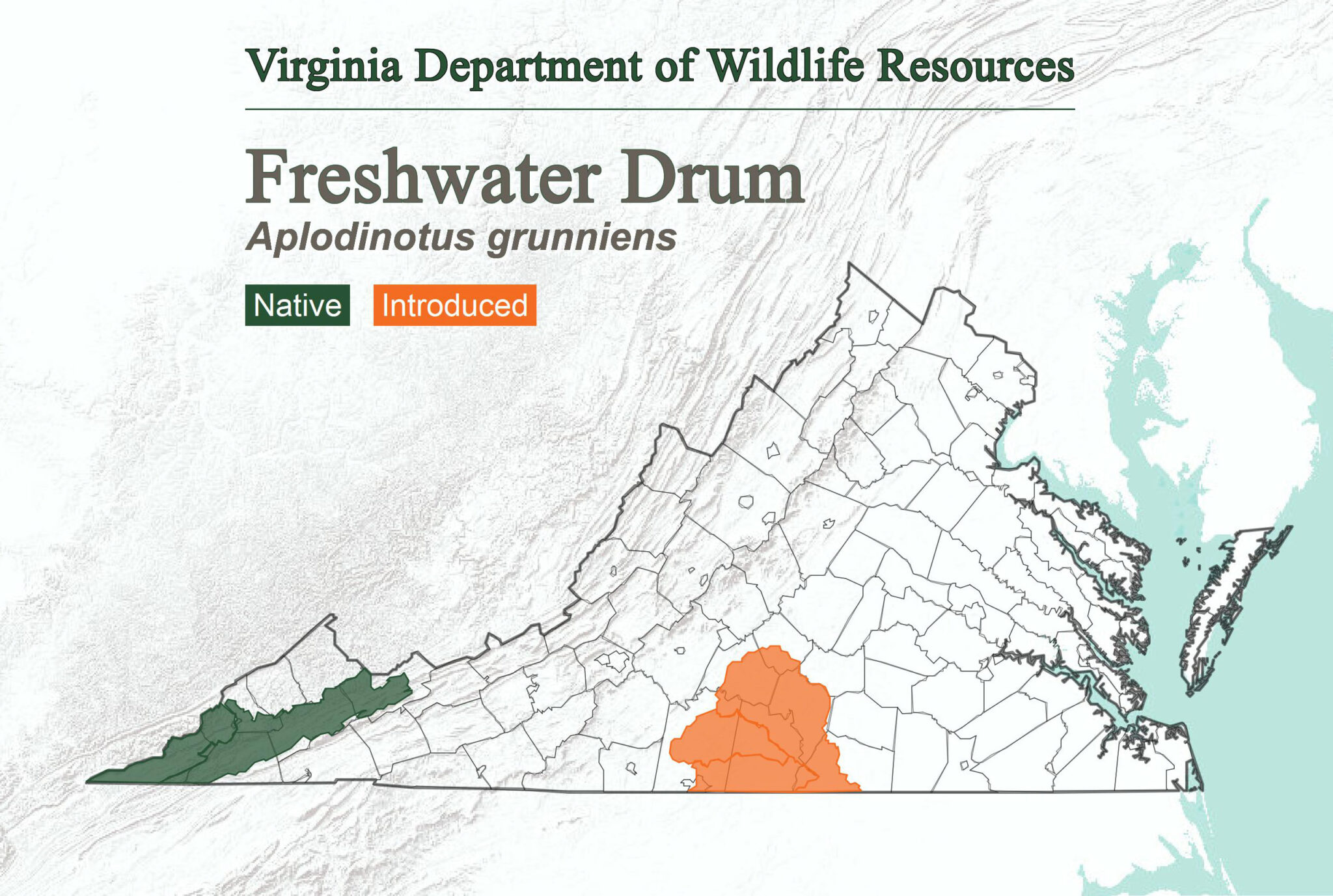 Freshwater Drum | Virginia DWR