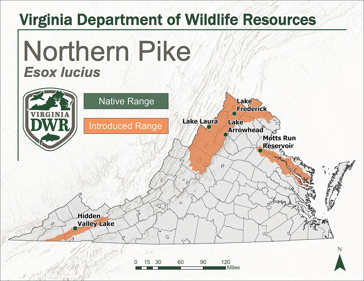 Northern Pike | Virginia DWR
