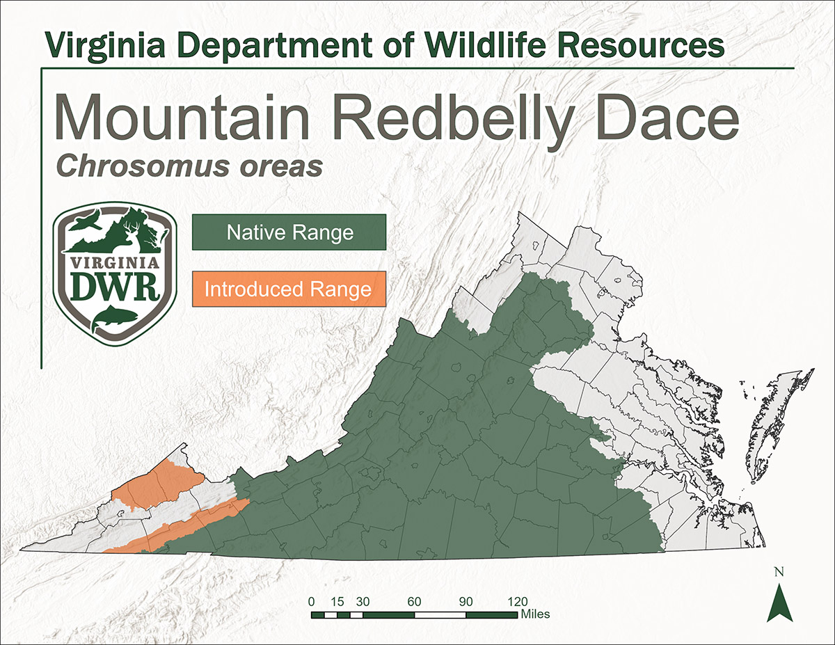 Mountain Redbelly Dace | Virginia DWR