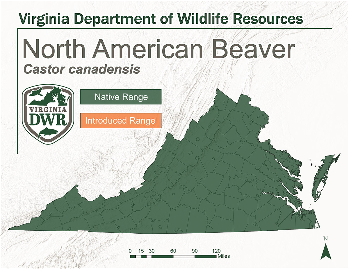North American Beaver | Virginia DWR