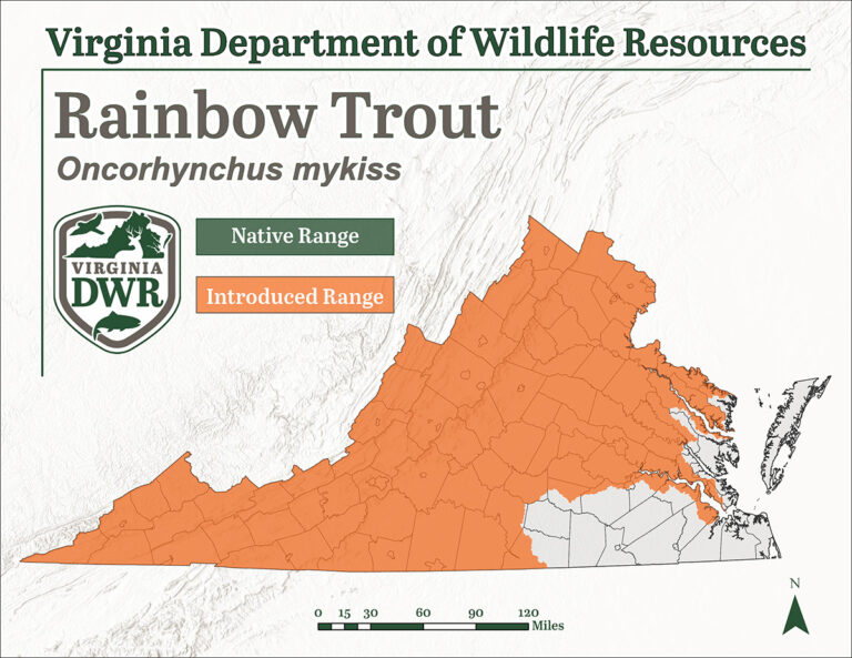 Rainbow Trout | Virginia DWR