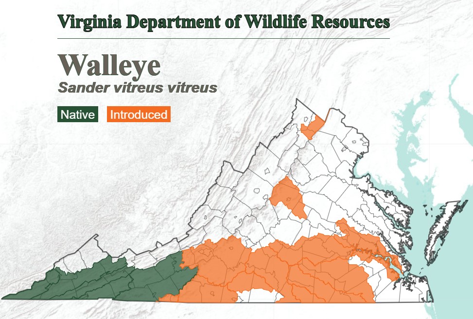 Walleye | Virginia DWR