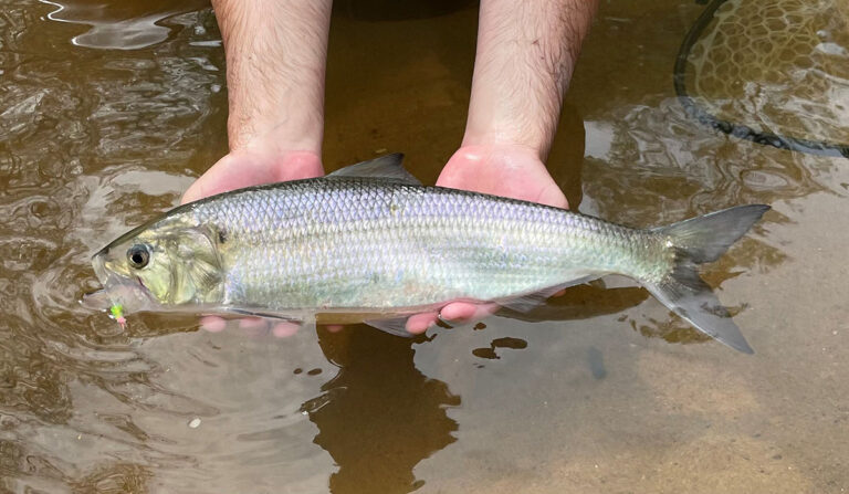 American Shad | Virginia DWR