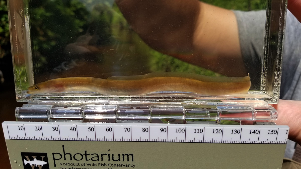 Northern Snakehead | Virginia DWR