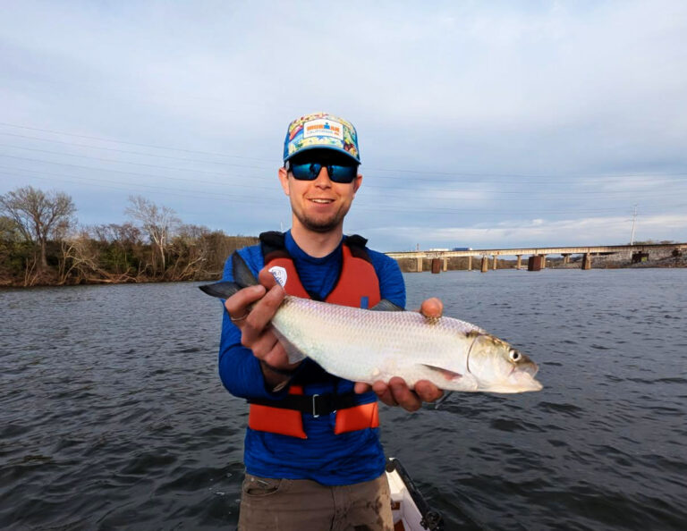 American Shad | Virginia DWR
