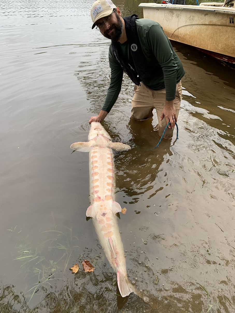 Atlantic Sturgeon | Virginia DWR