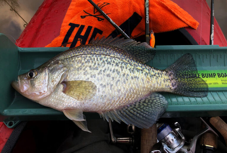 Black Crappie | Virginia DWR