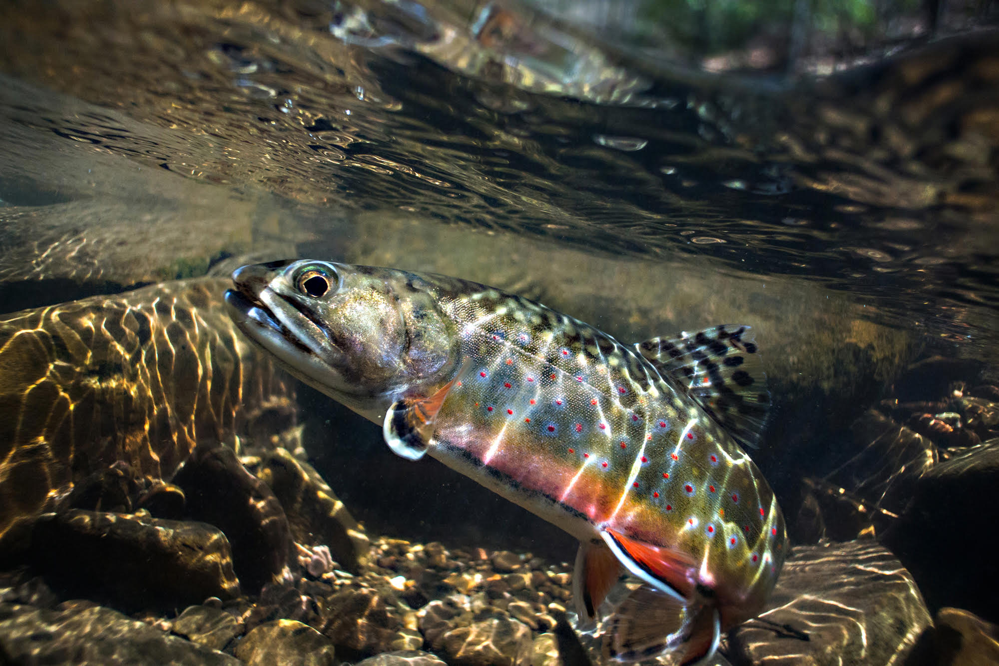 Brook Trout | Virginia DWR