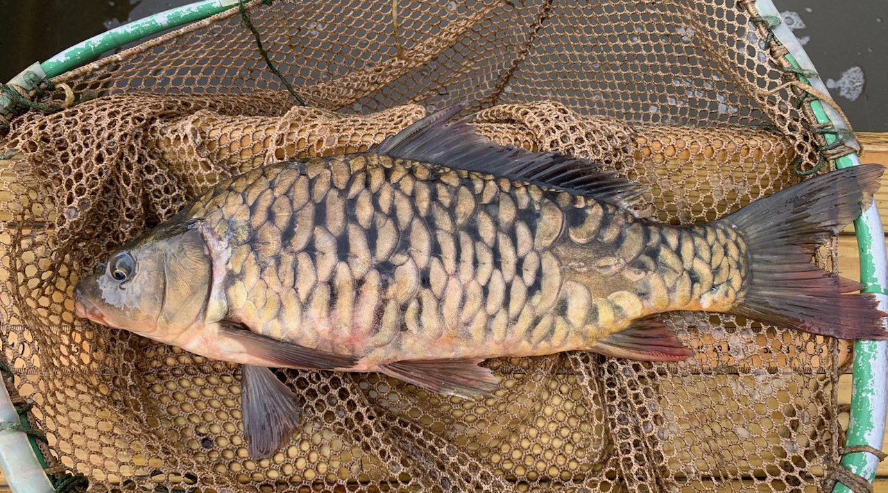 Common Carp | Virginia DWR
