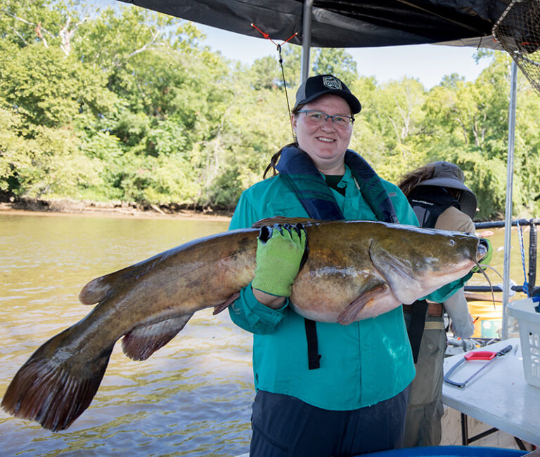 Flathead Catfish | Virginia DWR
