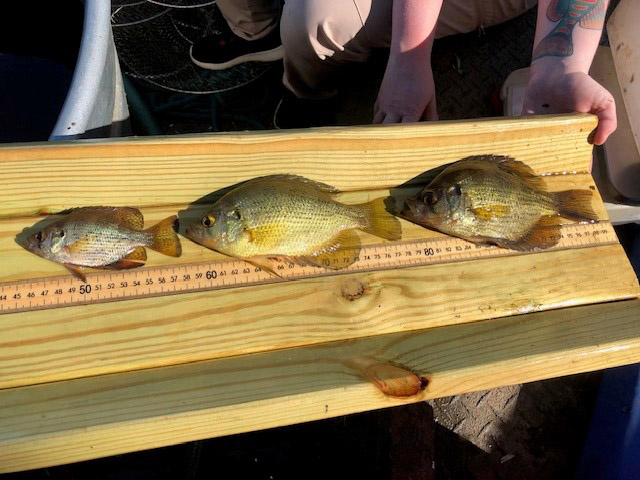 Flier | Virginia DWR