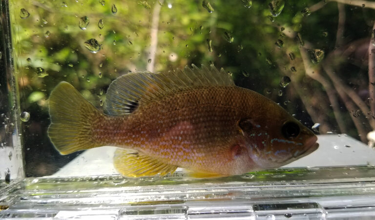 Green Sunfish | Virginia DWR