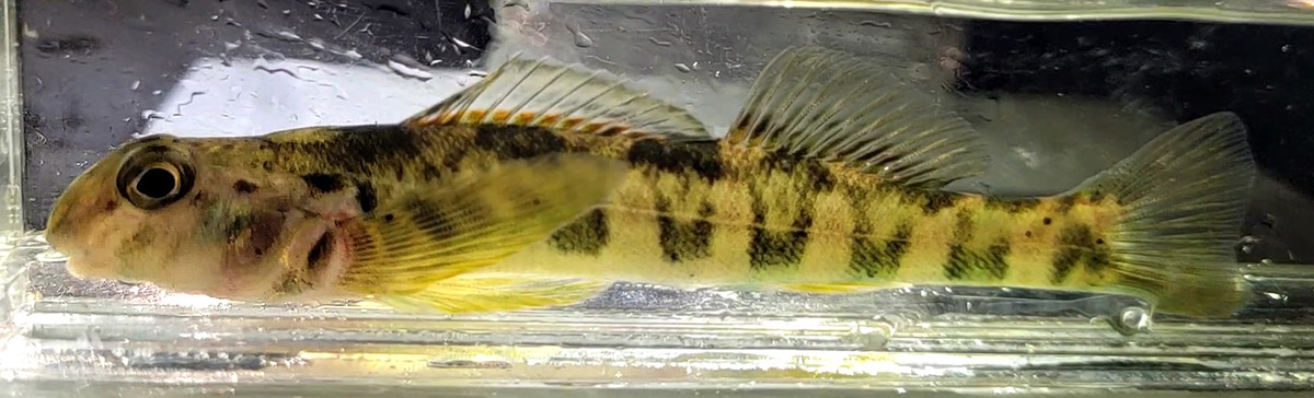 Greenside Darter | Virginia DWR