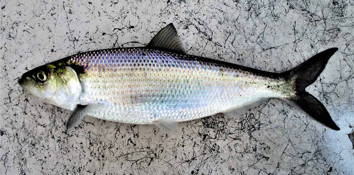 Hickory Shad | Virginia DWR