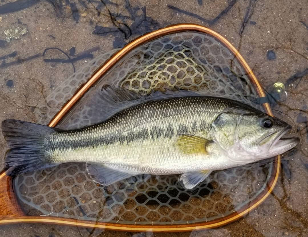 Largemouth Bass | Virginia DWR