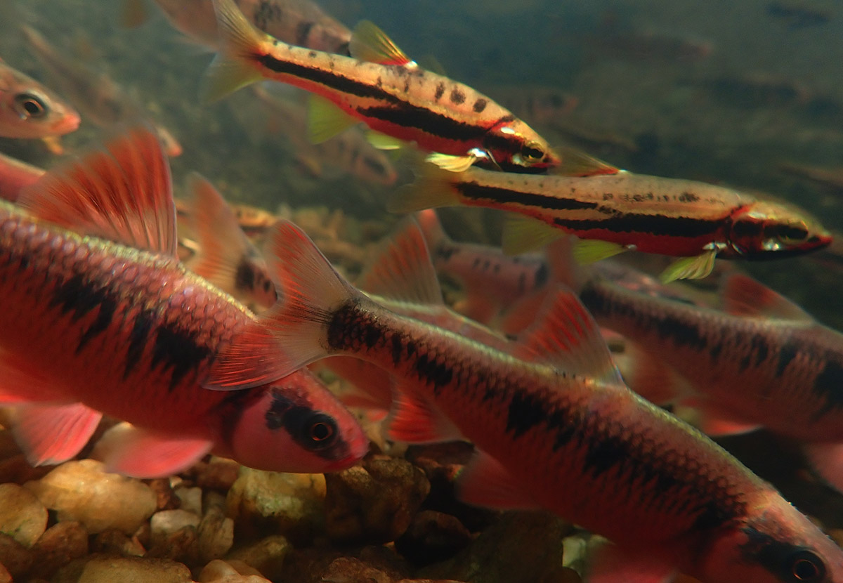 Mountain Redbelly Dace | Virginia DWR