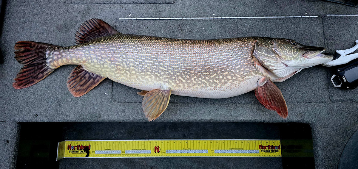 Northern Pike | Virginia DWR