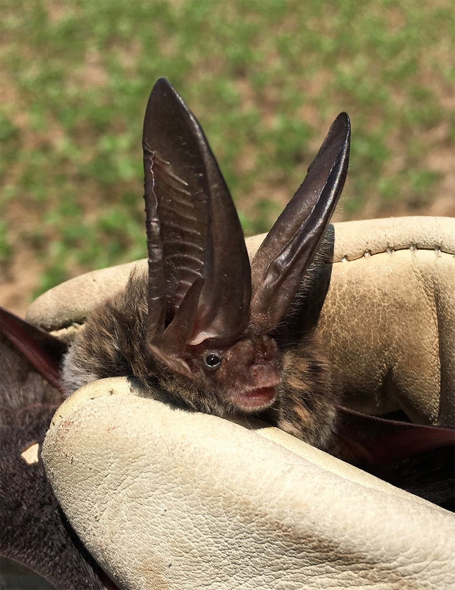 Rafinesque’s Big-Eared Bat | Virginia DWR