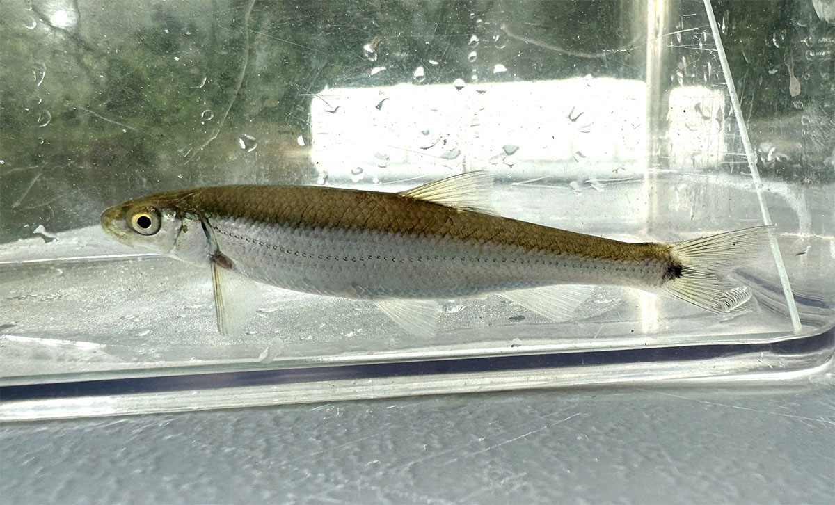 Spotfin Chub | Virginia DWR