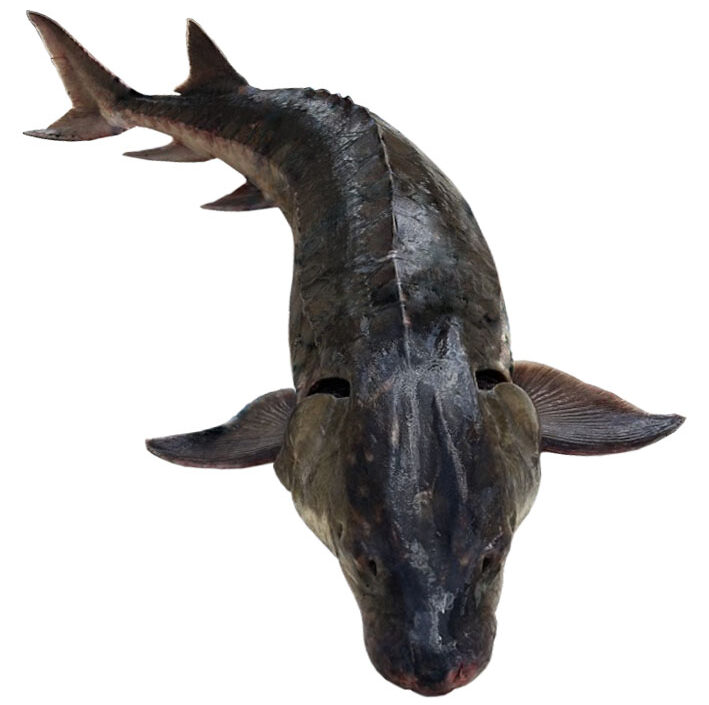 Atlantic Sturgeon | Virginia DWR