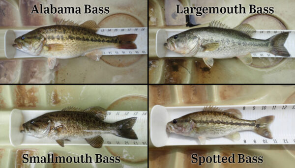 Alabama Bass | Virginia DWR