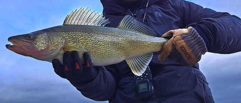 Walleye | Virginia DWR