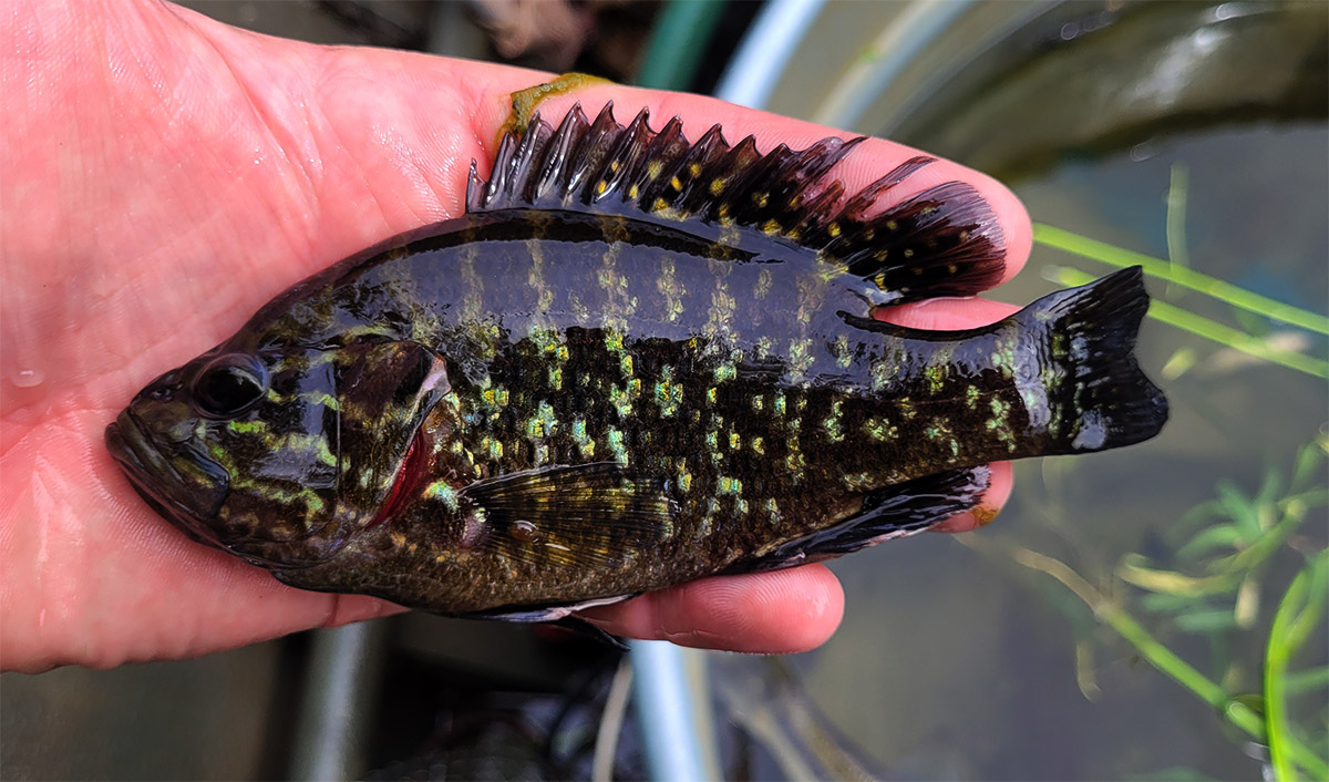 Warmouth | Virginia DWR