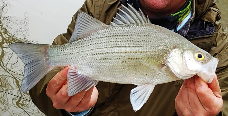 White Bass | Virginia DWR