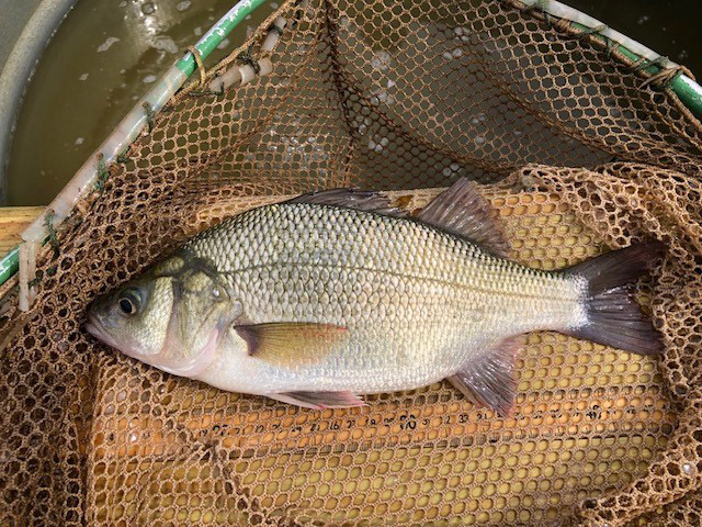 White Perch | Virginia DWR