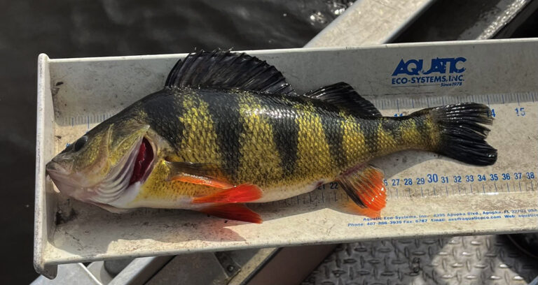Yellow Perch | Virginia DWR