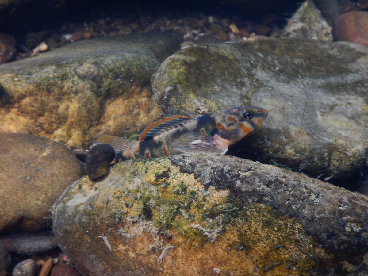 Candy Darter | Virginia DWR